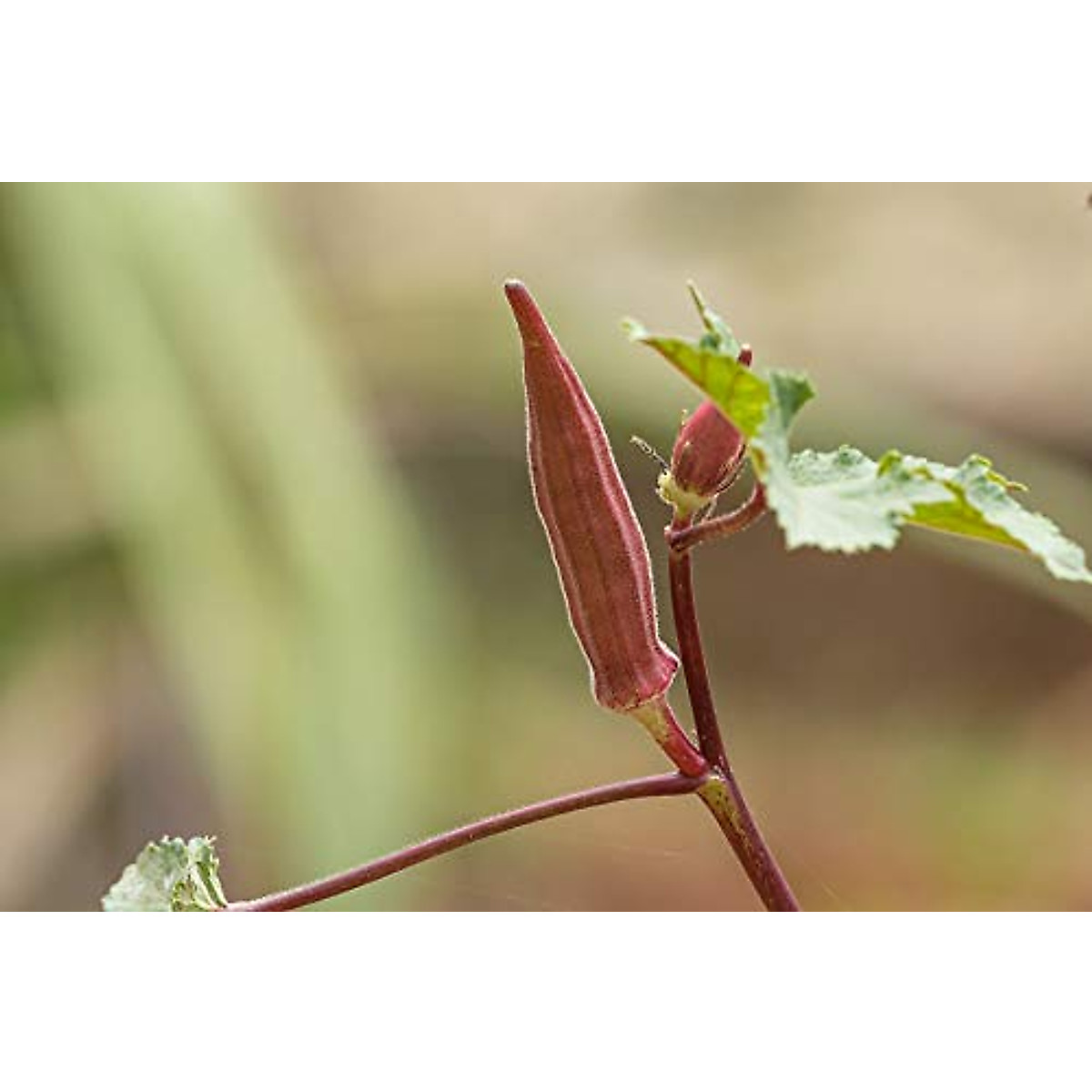 Red Burgundy Okra Seeds for Planting, 100+ Heirloom Seeds Per Packet, (Isla's Garden Seeds), Non GMO Seeds, Botanical Name: Abelmoschus esculentus, Great Home Garden Gift