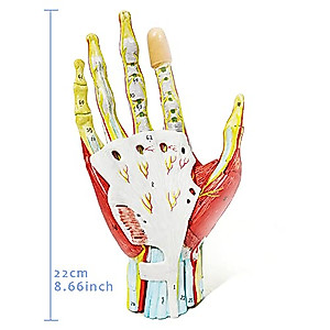 Evotech Numbered Hand Anatomical Skeleton Model W/Bones Muscles Ligaments Nerves and Blood Vessels, 7 Parts Life Size Medical Quality Hand Joint Easy Mounting for Medical Classroom Teaching Study