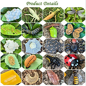 20 PCS Life Cycle Figurines of Butterfly Spider Bee Ladybug Dragonfly, Plastic Insect Bug Figures Toy Kit, Early Education Growth Stage Model Biology Science Toys School Project for Kids Toddlers