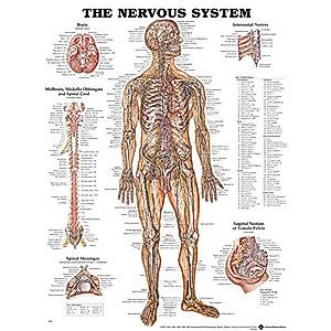 The Nervous System by Anatomical Chart Company (2002-05-01)