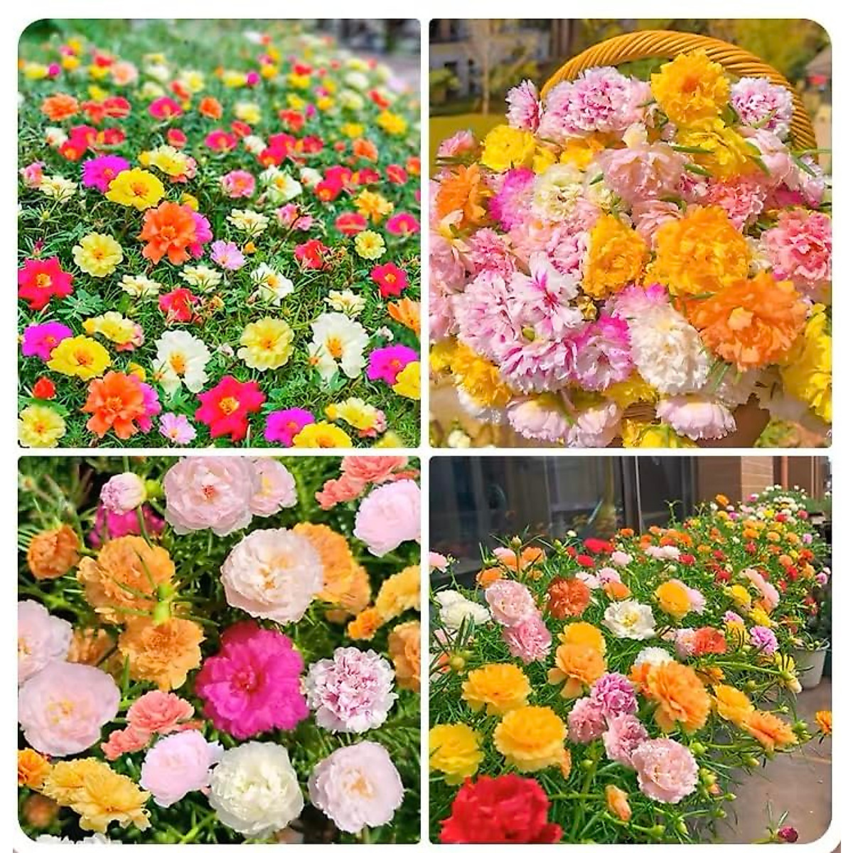 5000+ Mixed Moss Rose Seeds for Planting - Portulaca Grandiflora Seeds Tropical Ground Cover Plant Seeds - Heat & Drought Tolerant