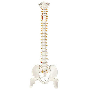 Axis Scientific Full Size Ultra Flexible Spine Model with Removable Femur Heads - Comprehensive Spine Anatomy Model with Nerves, Ideal for Chiropractic Practice and Medical Education