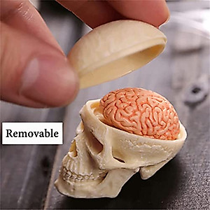 Anatomy Model Skeleton Model Human Model Human Internal Organs Organs Model Neurovascular Teaching Anatomy Model Removerable Human Torso Anatomy Model