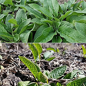 Bocking 14 Russian Comfrey (Symphytum x uplandicum) - (12+) Live Root Cuttings | by Marsh Creek Farmstead
