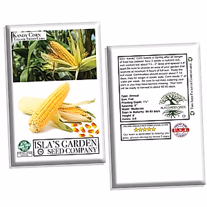 "Kandy Corn" Sweet Corn Seeds, 25 Heirloom Seeds Per Packet, (Isla's Garden Seeds), Non GMO Seeds, Botanical Name: Zea mays