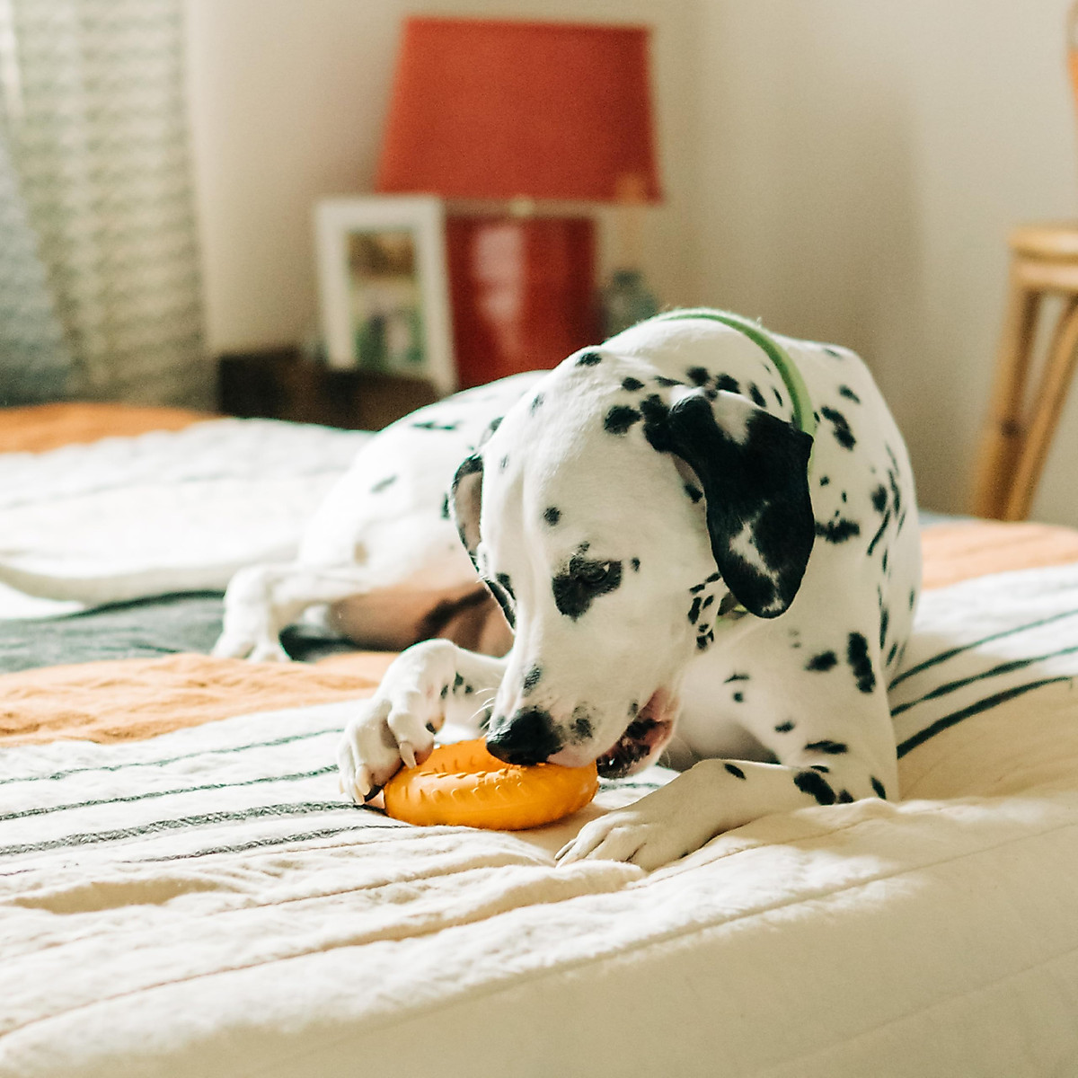 Playology Dual Layer Ring Toy for Medium Dogs up to 50lbs | Engaging All-Natural Cheddar Cheese Scented Durable Dog Chew Toy for Power Chewers | Easy to Clean, Interactive & Non-Toxic