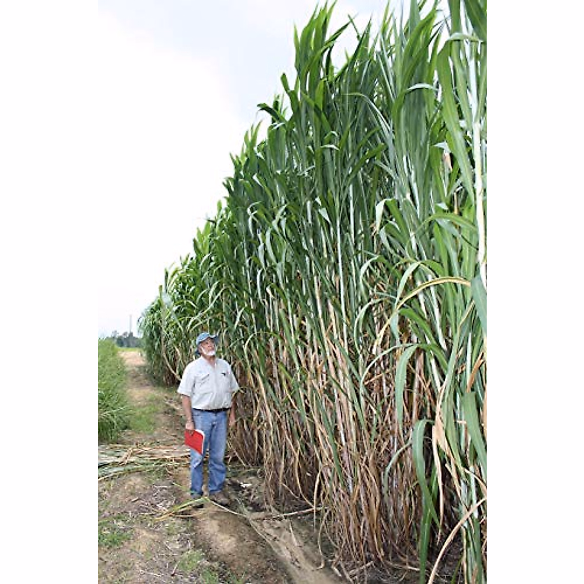 1099-Sugarcane, World's Tallest (Saccharum officinarum) Seeds by Robsrareandgiantseeds UPC0764425786917 Non-GMO,Organic,Bonsai, 1099 Package of 45 Seeds