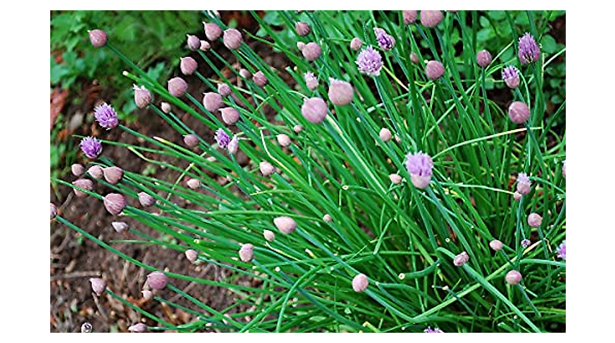 Chives Seeds for Planting: Easy-to-Grow Herb Garden Essential