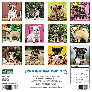 Willow Creek Press Chihuahua Puppies Monthly 2024 Wall Calendar (12" x 12")