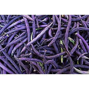 Royal Burgundy Bush Bean Seeds for Planting, 30 Heirloom Seeds Per Packet, (Isla's Garden Seeds), Non GMO Seeds, Botanical Name: Phaseolus vulgaris, Great Home Garden Gift