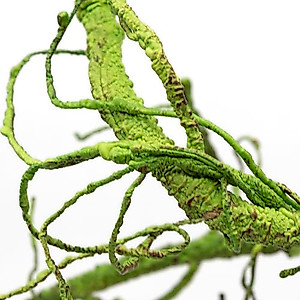Pangea Reptile Ultimate Vine for Terrarium Habitat (Green)