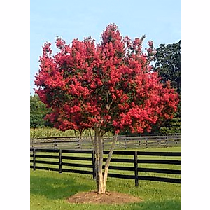 Bonsai Boy's Flowering Crape Myrtle Tonto - Large lagerstroemia indica
