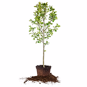 PERFECT PLANTS Orient Pear Tree 4-5 Feet | Live Outdoor Plant for Real Fruit | Heavy Fruit Producing Qualities | Home Garden Approved for Easy Growing
