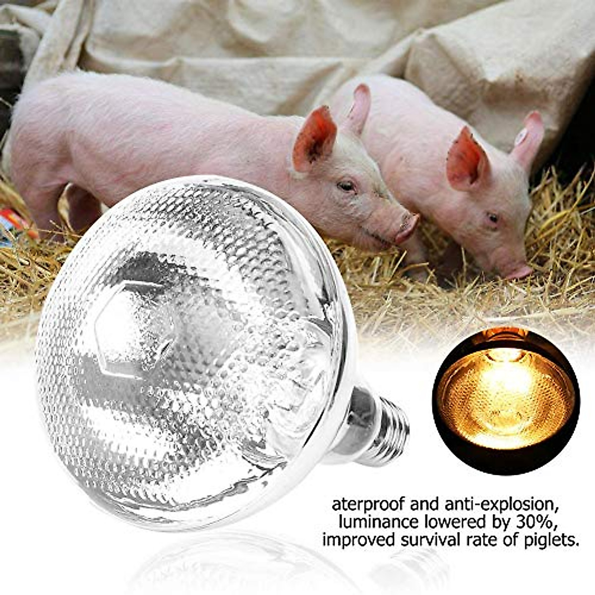 REALM-ARK 1Pc Pig Piglet Thick Heat Lamp Clear Hard Glass Explosion Proof Infrared Heating Lamp Waterproof Explosion-Proof Light Bulb Dot Surface(200W)