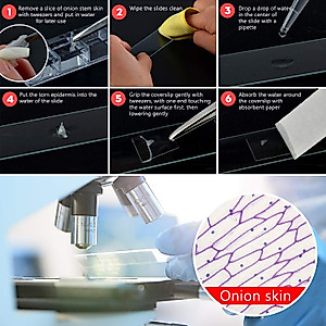 HOAOH 50 Pieces Microscope Slides and 100pcs Pre-Cleaned 20mm x 20mm Microscope Cover Slips Glasses for Basic Biological Science Education