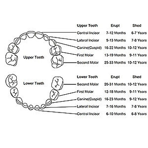 Mogoko Baby Teeth Keepsake Box Wooden Tooth Fairy Boxes, Child Kids Tooth Storage Holder Organizer(Girl, English; Customized Personalized Optional)