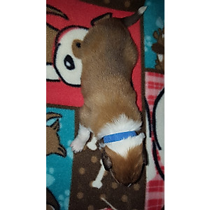 Puppy Express Whelping Kit for up to 12 for Puppies Dogs