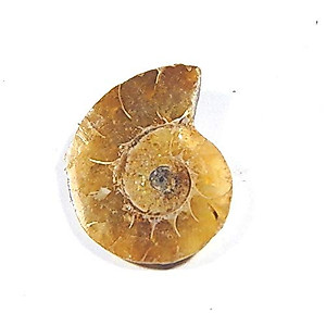 XUETZALCOATL Somah Sudarshan Shaligram 1.5cm - 2.5cm from Kali Gandaki 1 pcs