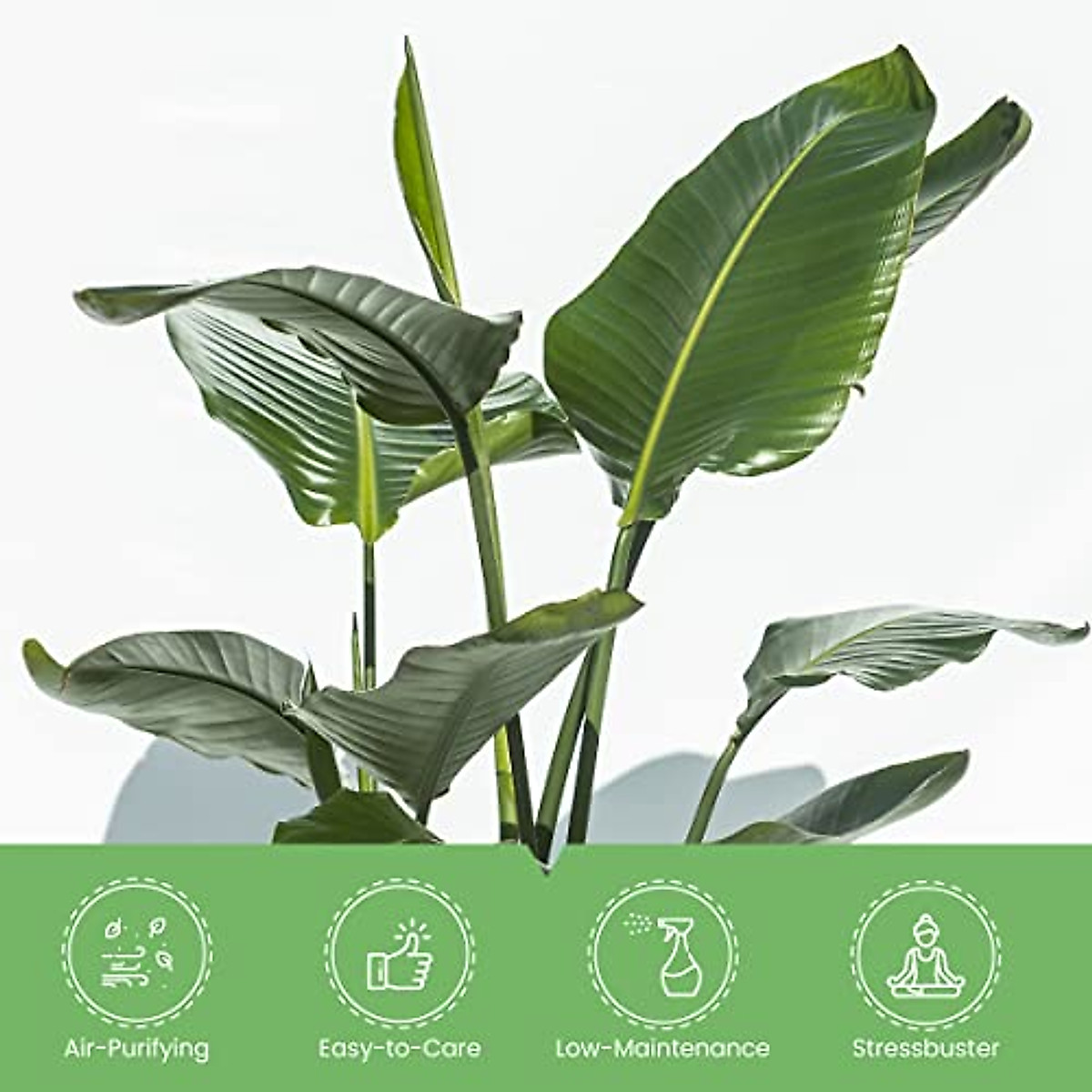 American Plant Exchange Live White Bird of Paradise Plant with Flowers, Plant Pot for Home and Garden Decor, 10" Pot