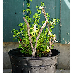 Top Collection 4398 Miniature Fairy Garden Frog Climbing Branch & Planter Stake Decor, Small