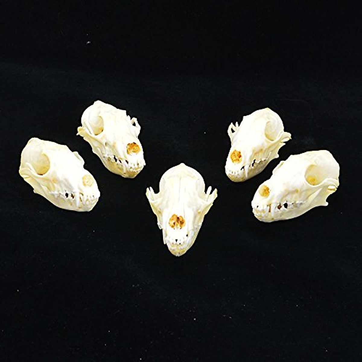 Fox Skull Taxidermy Supplies Art Bone Vet Medicine 1:1