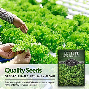 Survival Garden Seeds - Green Salad Bowl Lettuce Seed for Planting - Packet with Instructions to Plant and Grow in Your Home Vegetable Garden - Non-GMO Heirloom Variety