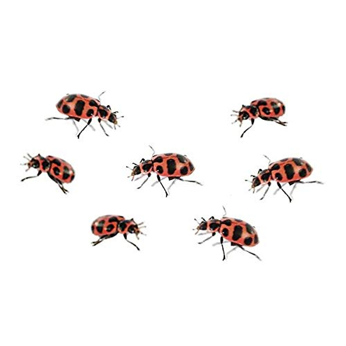 Insect Lore Live Ladybug Growing Kit Toy, Observation Skills