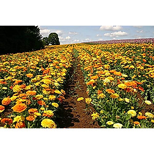 2000 Non-GMO Calendula Seeds, Pacific Beauty Mix, by Seeds2Go
