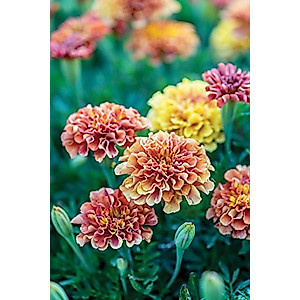 Burpee Strawberry Blonde Marigold Seeds 50 seeds