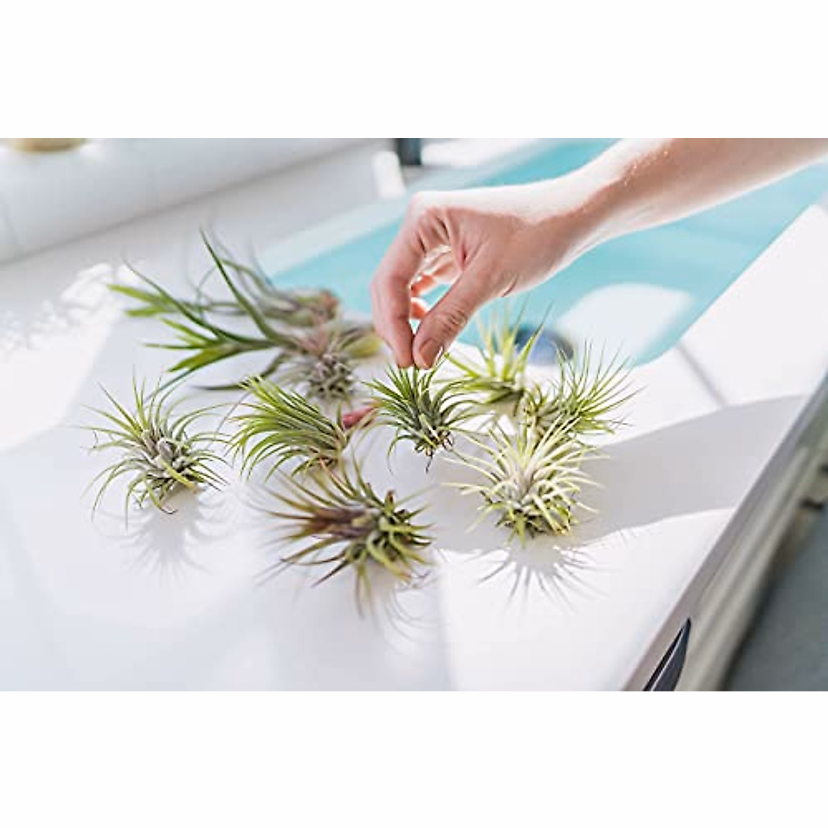 Large Xerographica Air Plants 5 to 7 Inch Wide - Air Plants Live Tillandsia Succulent House Plants Holders - Available in Wholesale and Bulk Air Plant - Home and Garden Decor - Easy Care Indoor and Outdoor Plants (1 PC)