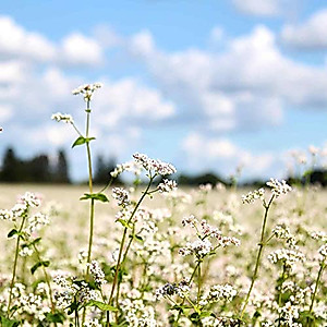 Outsidepride Buckwheat Cover Crop, Grain, Bee Pasture, Pollinator, Wildlife Seed - 10 LB