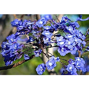JACARANDA CUSPIDIFOLIA, BLUE rare flowering trumpet tree flamboyan seed 10 seeds