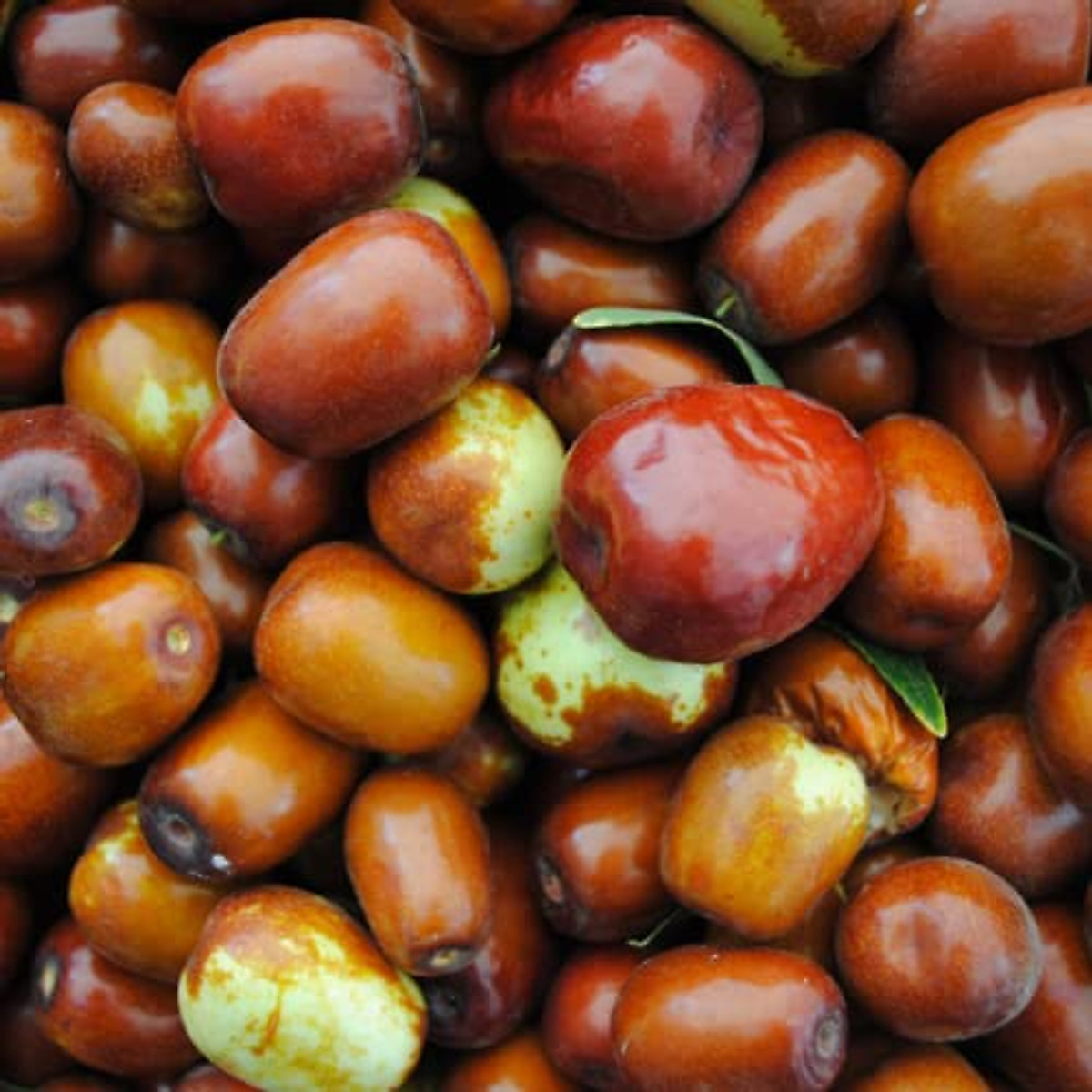 Lang Jujube Tree for Planting Garden, 3 to 4 Ft Tall Fruit Tree