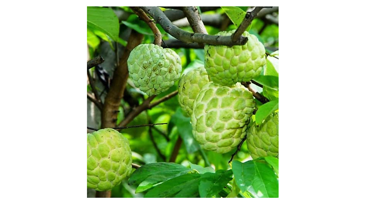 Annona Squamosa Sugar Apple Tree - Live Plant for Your Garden