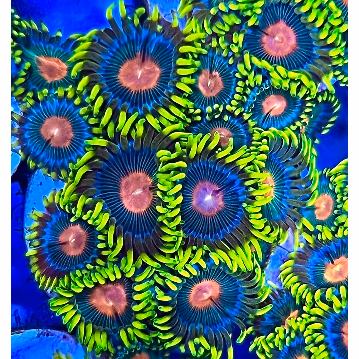 coralSLover Live Saltwater Coral Frag - Reverse Blue Eyed Blondie Zoanthids (5 Heads) Green Orange