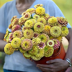 Zinnia Seeds - Queen Lime Blush - Packet - Pink/Green Flower Seeds, Open Pollinated Seed Attracts Bees, Attracts Butterflies, Attracts Hummingbirds, Attracts Pollinators, Easy to Grow & Maintain