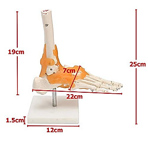 Life Size Human Foot Joint Model with Ligaments Human Anatomical Teaching Model