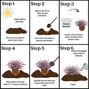 Proven Winner Jazz Hands Loropetalum, 2 Gal, Variegated Pink and White Foliage