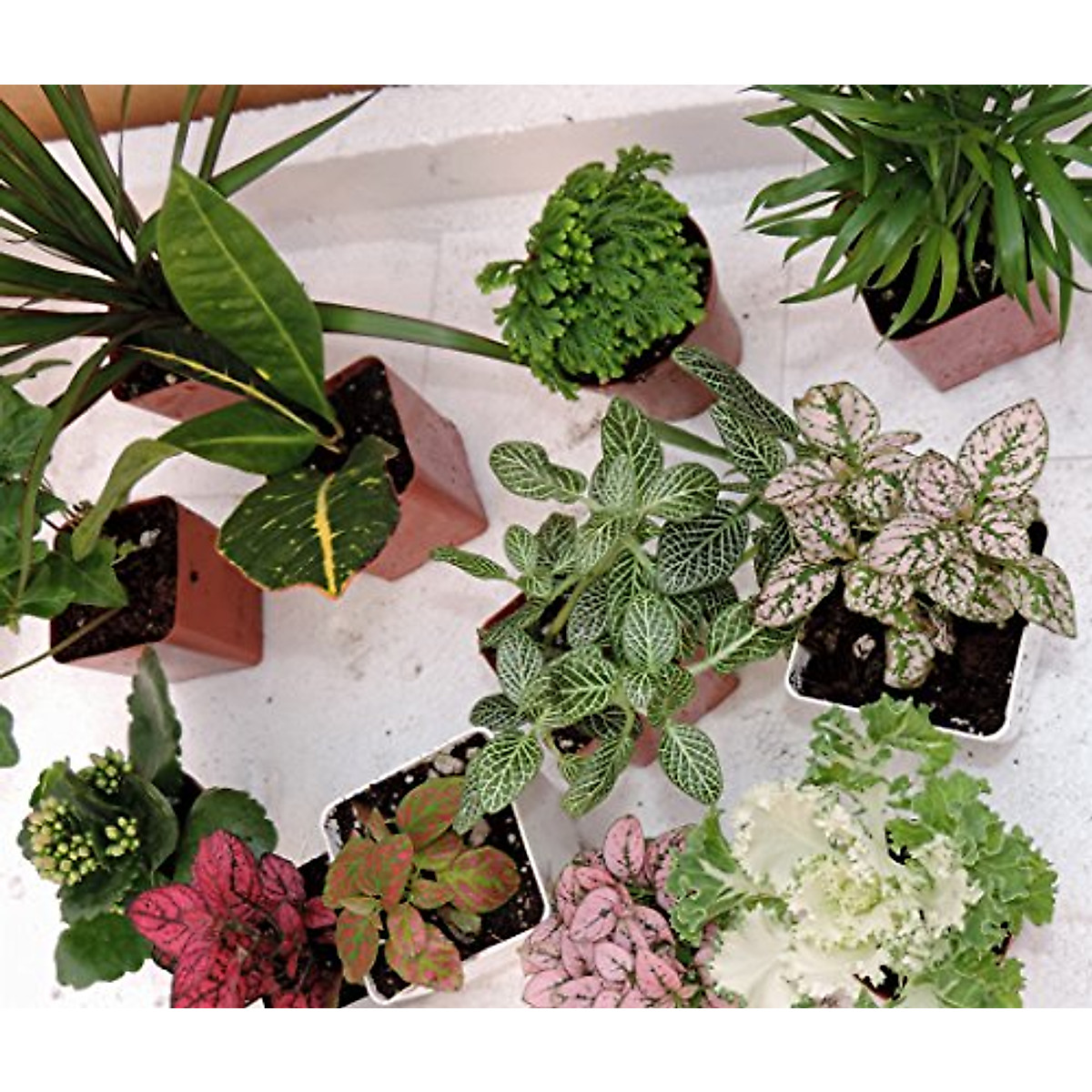 Terrarium & Fairy Garden Plants -3 Plants in 2.5" pots unique-jmbamboo