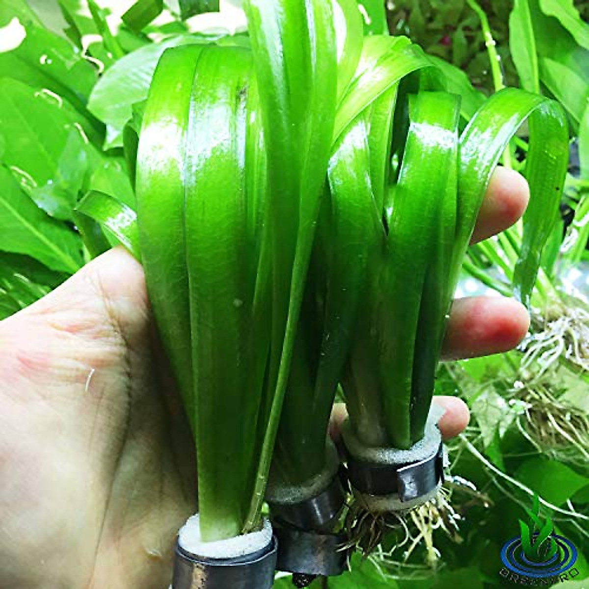 Giant Jungle Val | Tall Vallisneria Gigantea 3-Bunch Freshwater Live Aquarium Plants Background Fish Tank Greenpro …