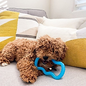 Nylabone Teethe 'n' Tug Puppy Chew Toy for Teething - Puppy Supplies - Blue, X-Small/Petite (1 Count)