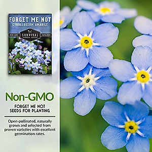 Survival Garden Seeds - Forget Me Not Seed for Planting - Packet with Instructions to Plant and Grow Tiny Blue Flowers in Your Home Vegetable or Flower Garden - Non-GMO Heirloom Variety