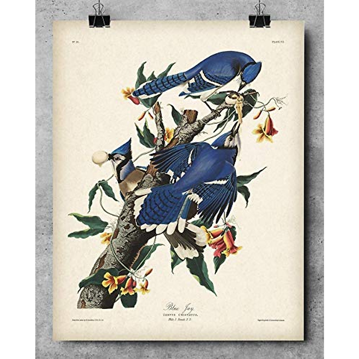Blue Jays - 11x14 Unframed Art Print - Great Home Decor and a Great Gift for Bird Watchers Under $15
