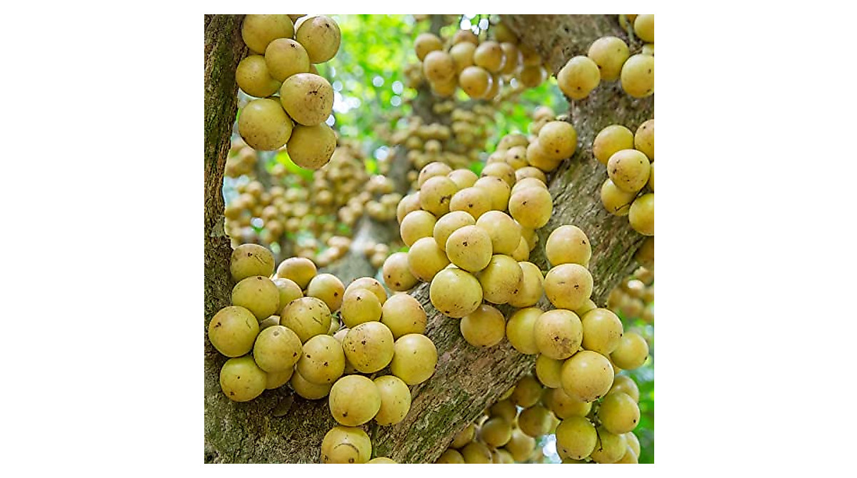 Grow Burmese Grape Seeds: Non-GMO, Edible Tropical Fruit Tree
