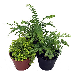 Mini Ferns for Terrariums/Fairy Garden - 3 Different Plants-2" Pots