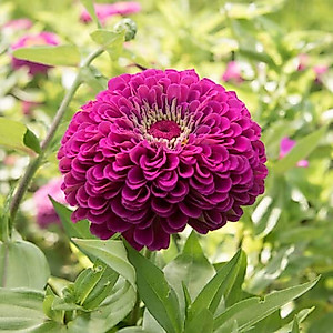 Park Seed Park's Picks Purple Zinnia Seeds, Pack of 50 Seeds
