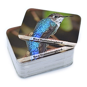 Menique, Wild Animals, Memory Matching Game