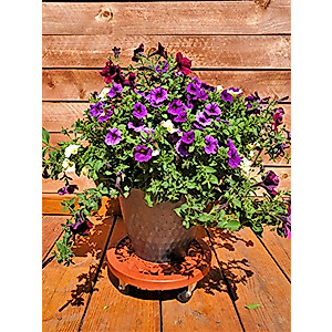 Little Easy, Patio Caddy Plant and Pot Mover; Easy Rolling; Decorative,Heavy Duty, 360° Swivel Locking Wheels; Durable Plastic; Indoor, Outdoor Home and Garden Tool; 12 Inch Plant Dolly (Terra Cotta)