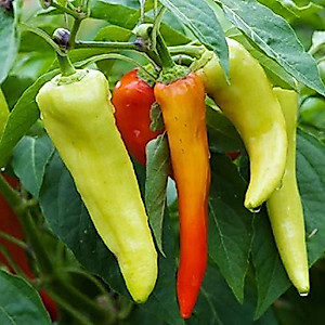 David's Garden Seeds Pepper Specialty Banana Sweet 6332 (Yellow) 25 Non-GMO, Heirloom Seeds