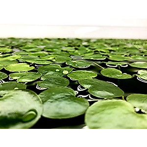 20+ Leaves Amazon Frogbit (+Free Bonus Plant) Live Floating Plant for Aquarium (Limnobium Laevigatum) by Aquarigram